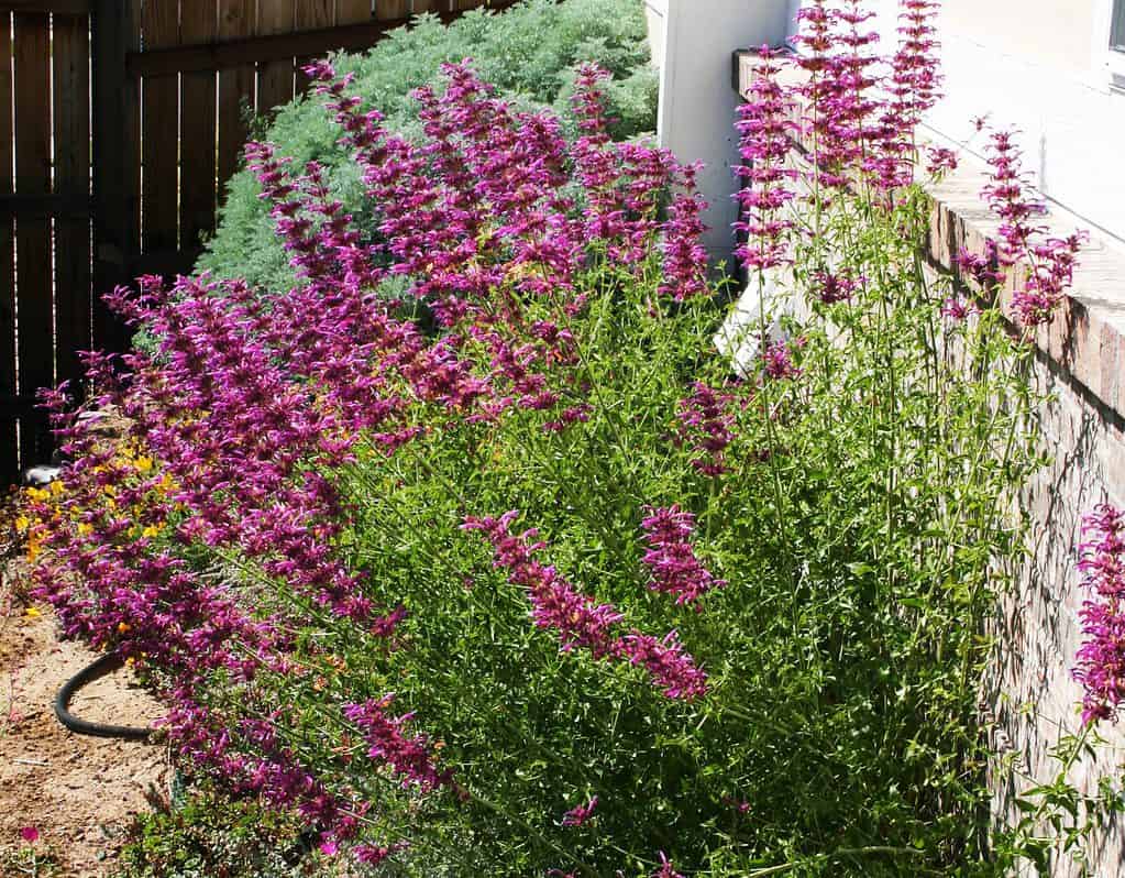 How To Grow And Care For Agastache Plant | Plantly