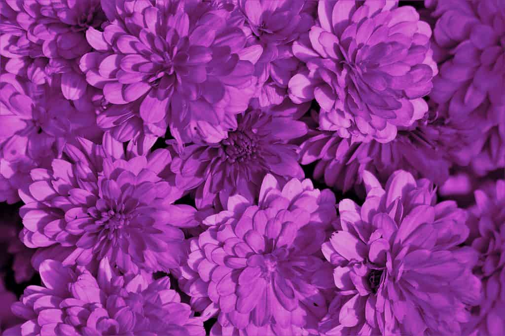 Best Purple Flowering Perennials | Plantly