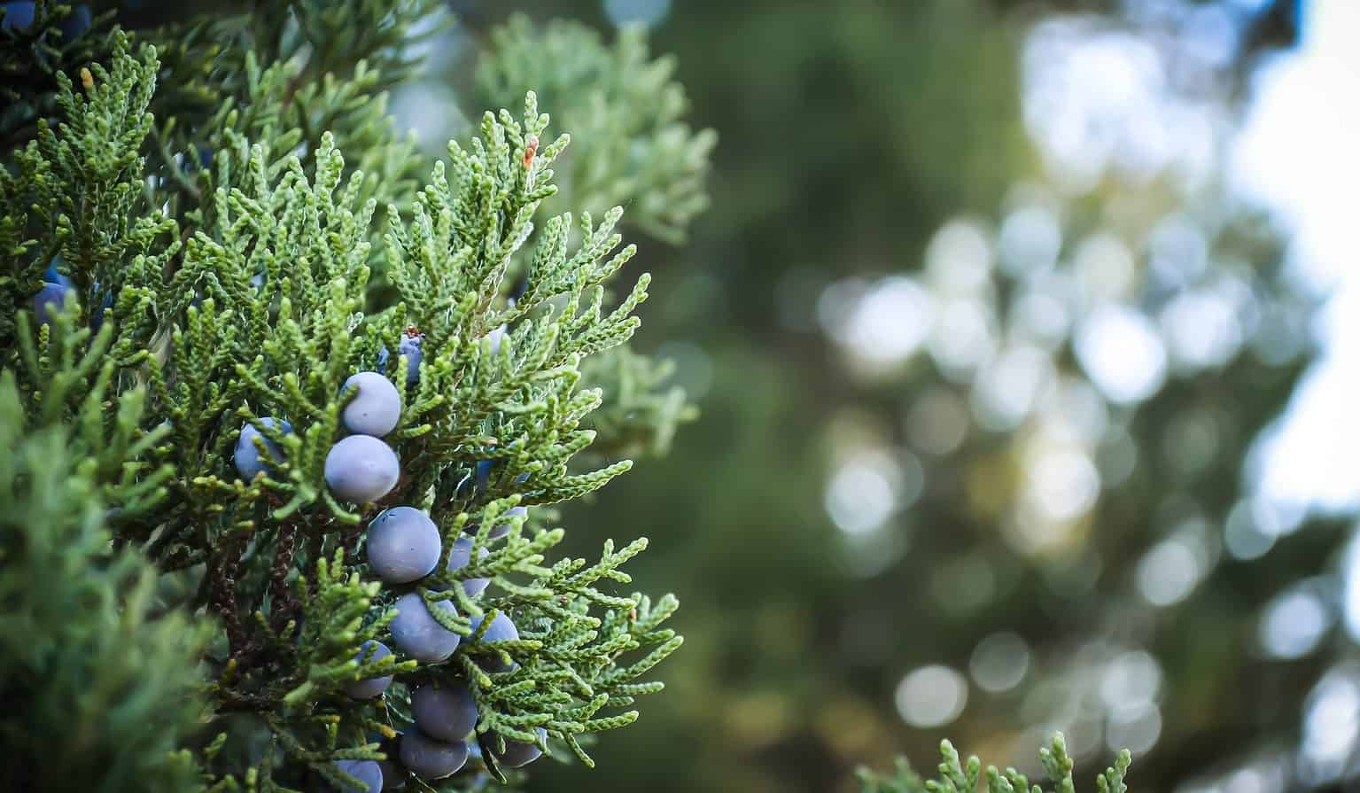 Blue Point Juniper Care And Growing Guide | Plantly