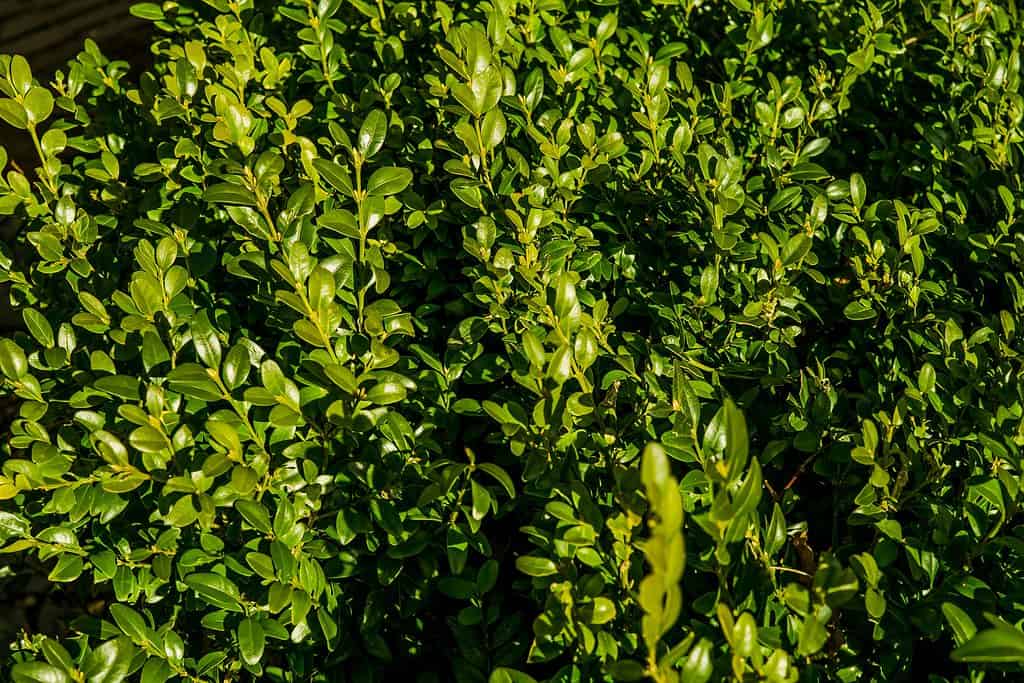 Sunshine Ligustrum Care & Growing Guide | Plantly