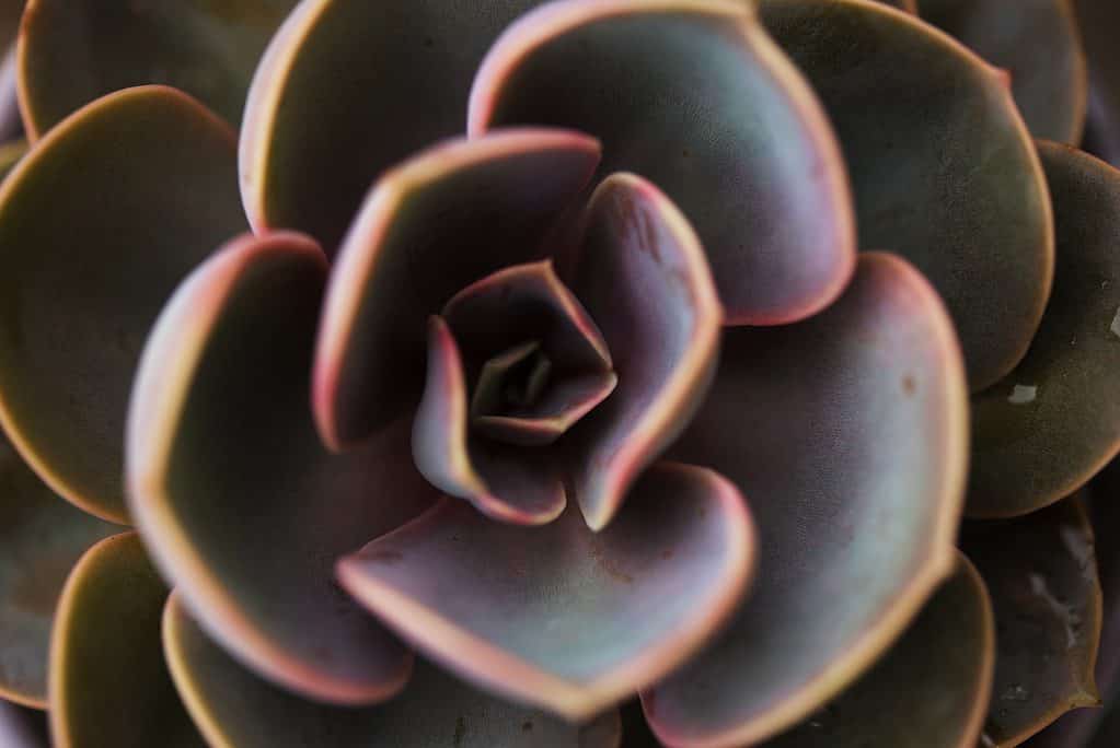Echeveria Succulents: Care & Growing Guide | Plantly