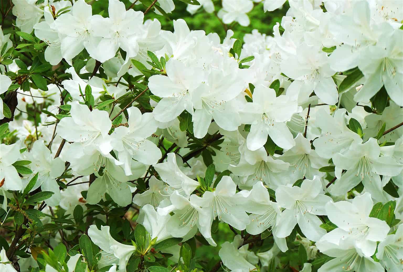 How To Grow And Care For Encore Azaleas | Plantly