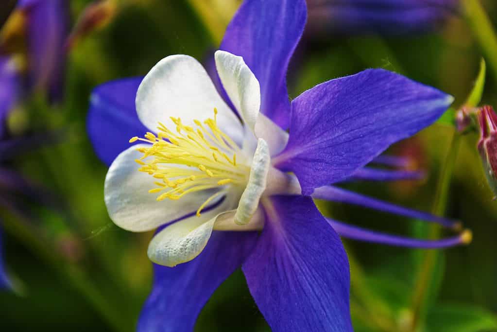 How To Grow Columbine Plant | Plantly