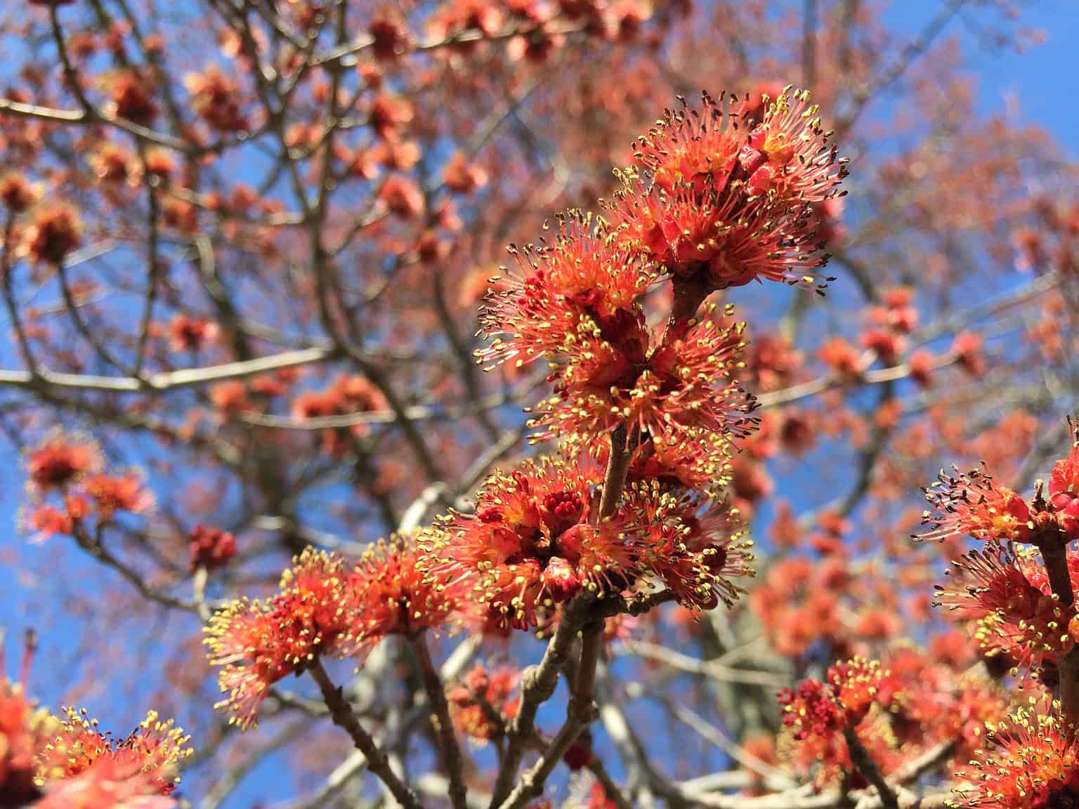 Red Sunset Maple Growing Guide And Care | Plantly