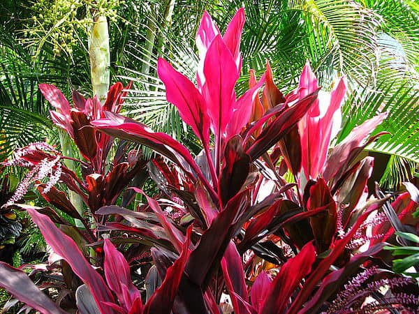 Cordyline Plant Care & Growing Guide | Plantly