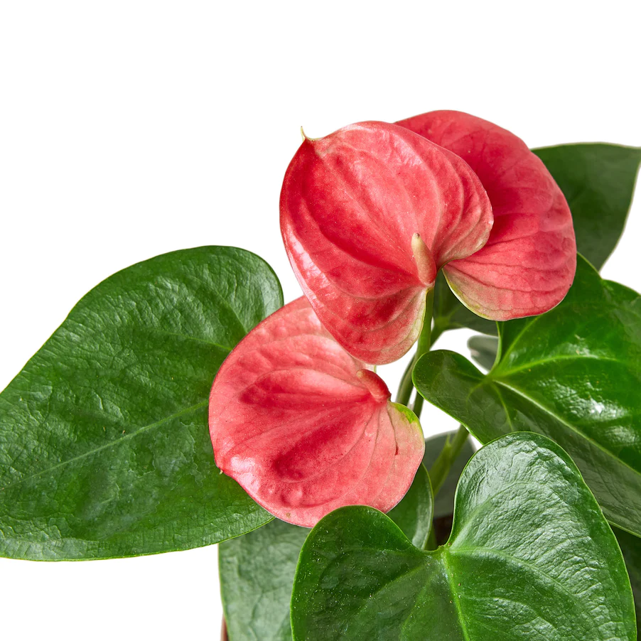 Buy Online | Anthurium Pink Plant | Plantly