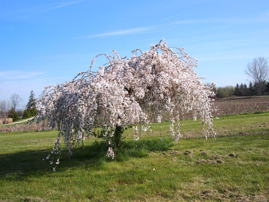 Weeping Cherry Problems 2020, 40% OFF