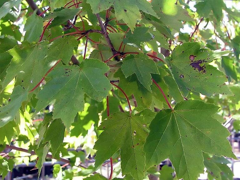 Red Sunset Maple Growing Guide And Care | Plantly