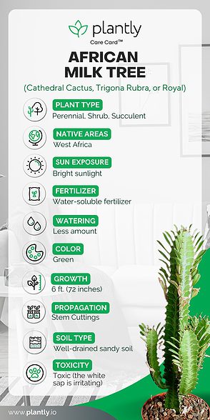African Milk Tree Plant Care Guide | Plantly