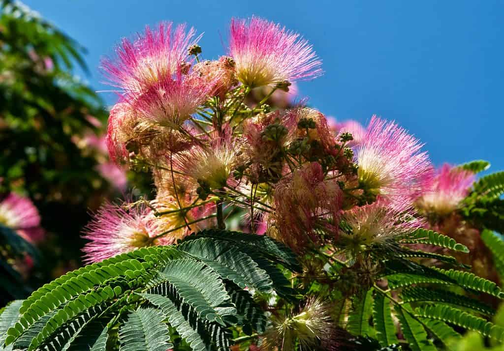 How To Grow & Care For Mimosa Tree | Plantly