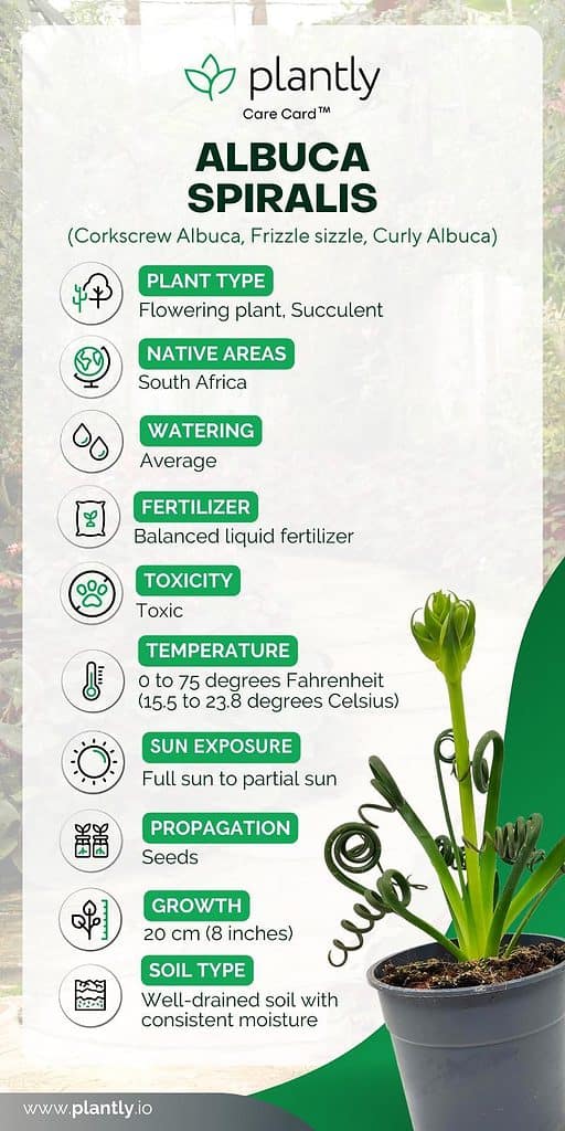 Albuca Spiralis Plant Care Guide | Plantly