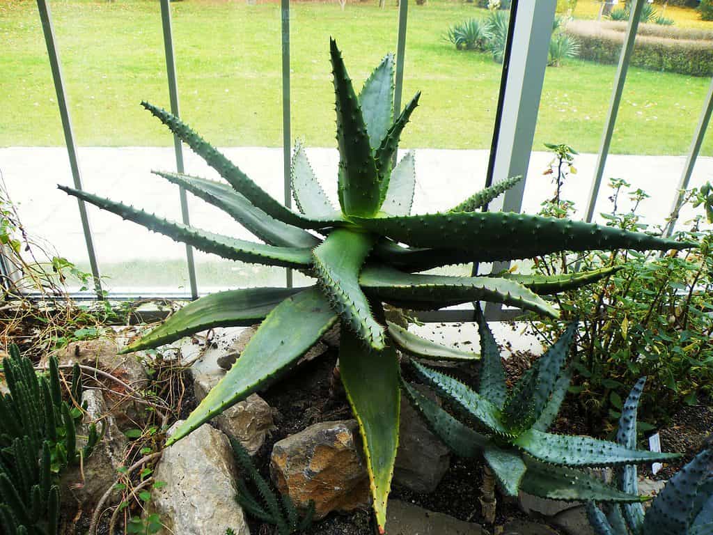 Aloe Vera Care And Growing Guide | Plantly