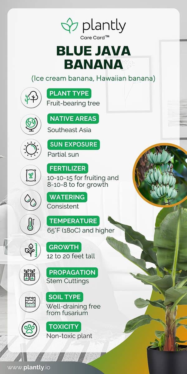 Blue Java Banana Plant Care | Plantly