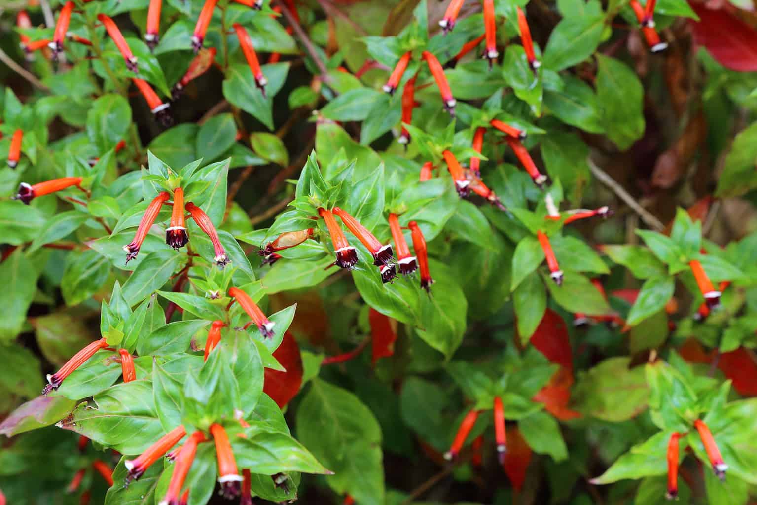 Firecracker Plant Care Guide | Plantly