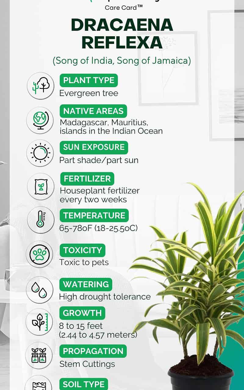 Dracaena Reflexa Plant Care & Ultimate Growing Guide