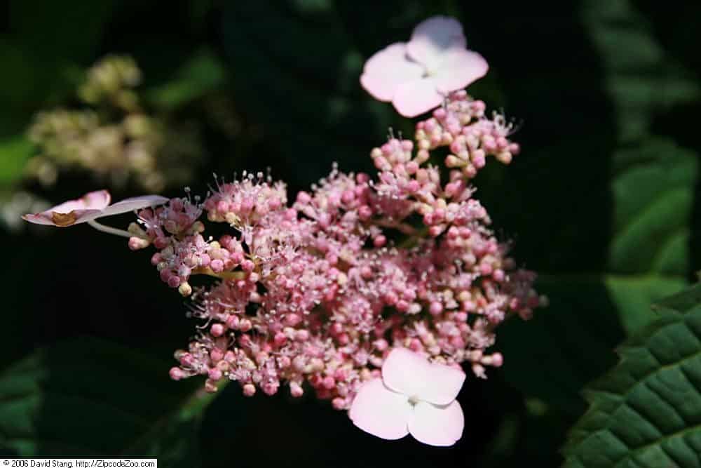 Bobo Hydrangea Care And Growing Guide | Plantly