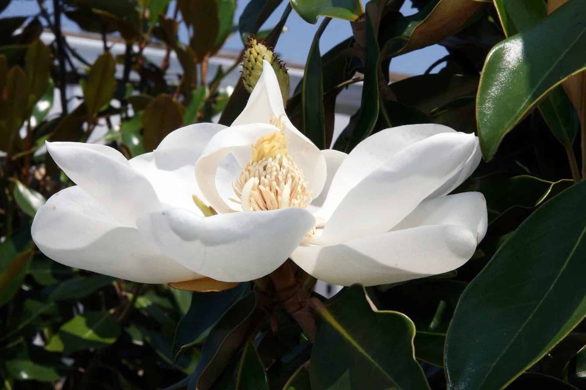 Little Gem Magnolia Tree Care | Plantly