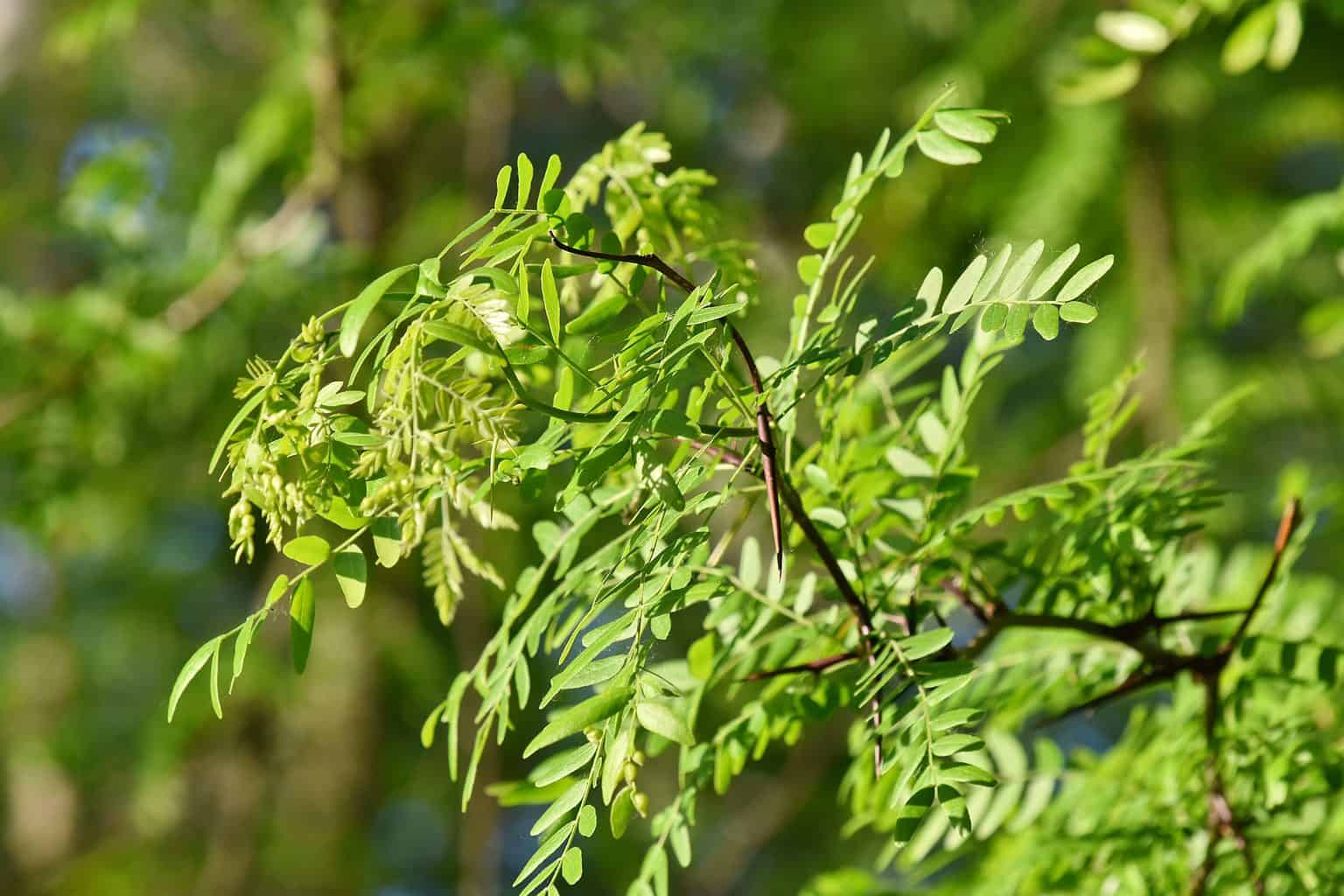 Expert Tips To Grow Honey Locust Tree | Plantly