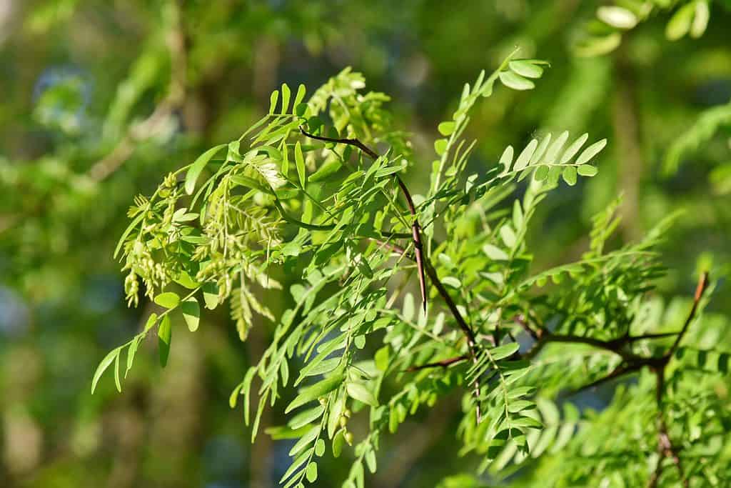 Expert Tips To Grow Honey Locust Tree | Plantly