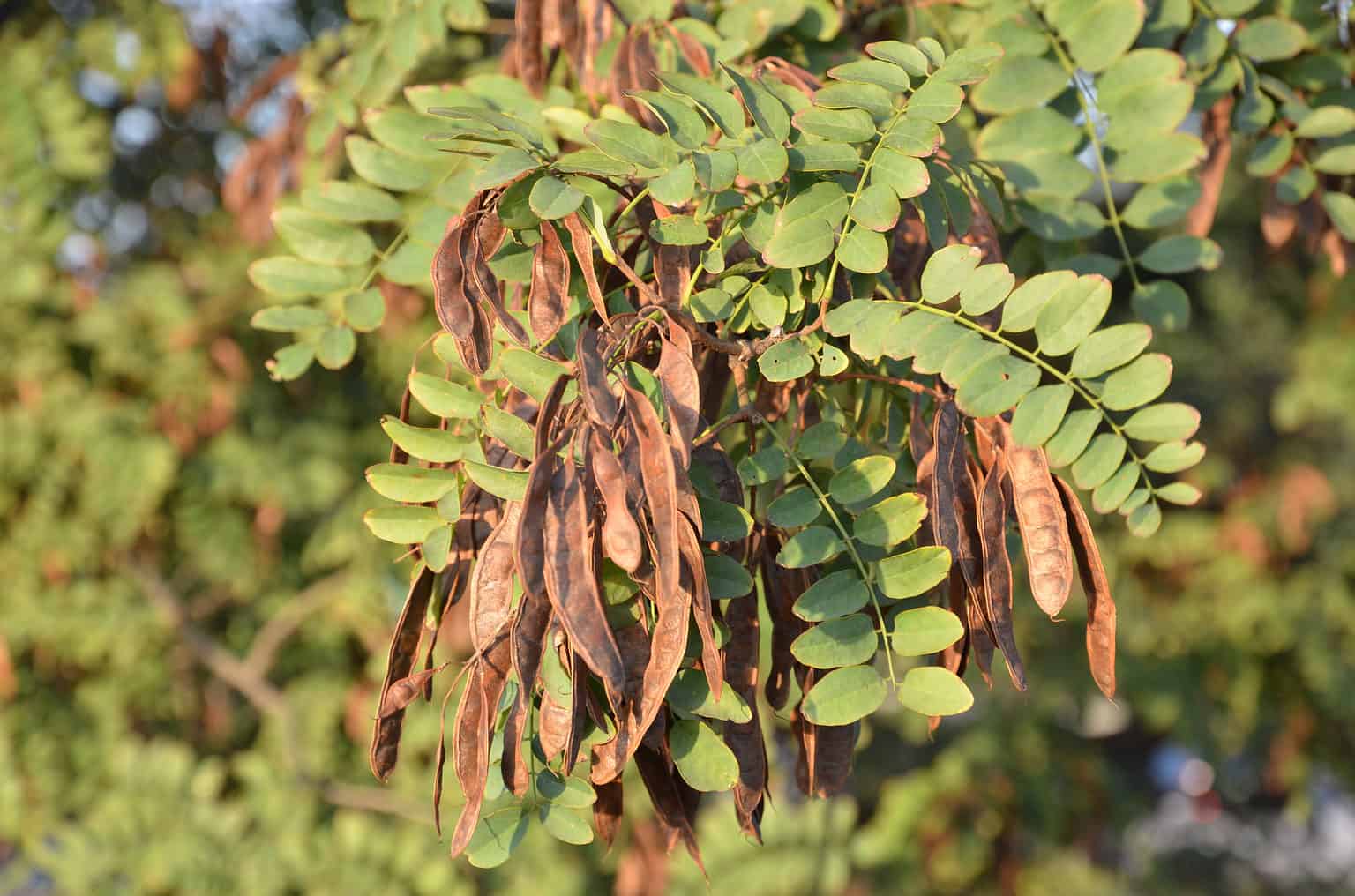 Expert Tips To Grow Honey Locust Tree | Plantly