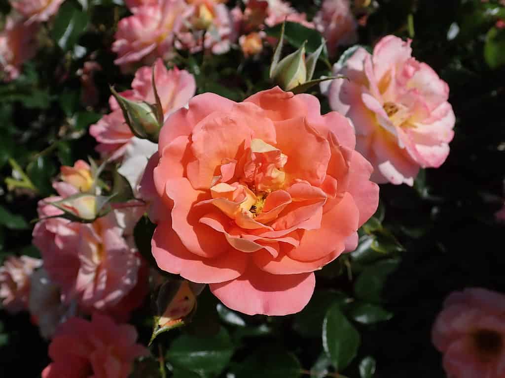 How to Grow and Care for Knockout Roses | Plantly