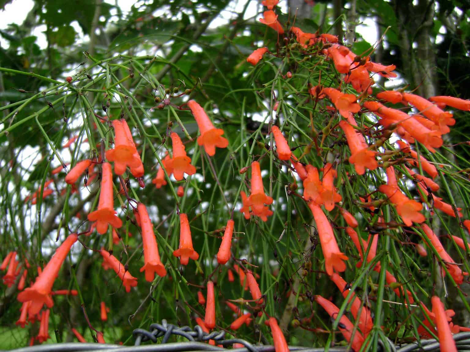 Firecracker Plant Care Guide | Plantly