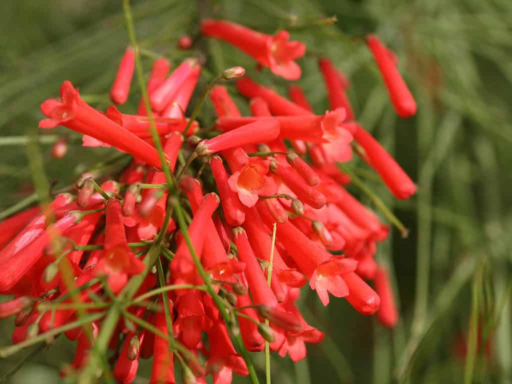 Firecracker Plant Care Guide | Plantly