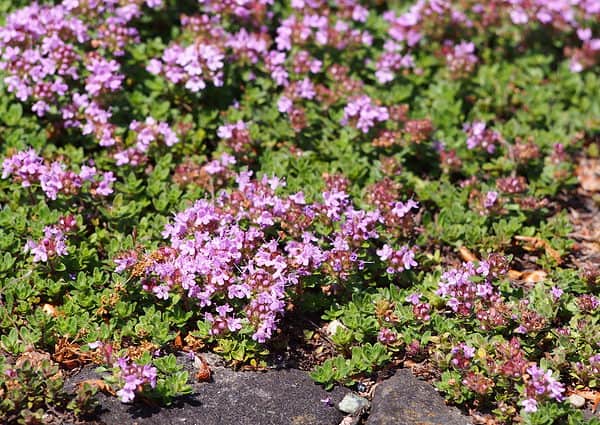 Tips to Grow and Care For Red Creeping Thyme | Plantly