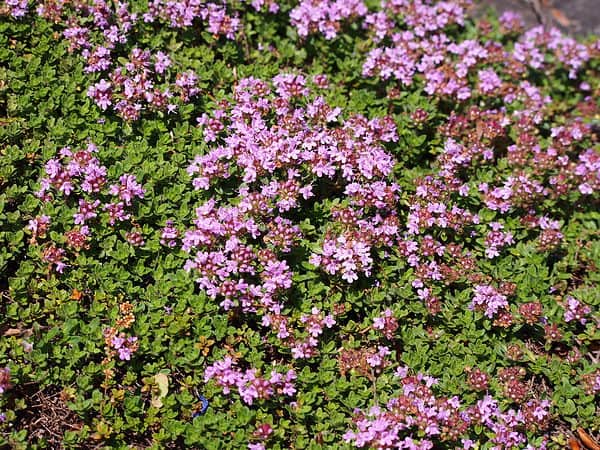 Tips to Grow and Care For Red Creeping Thyme | Plantly