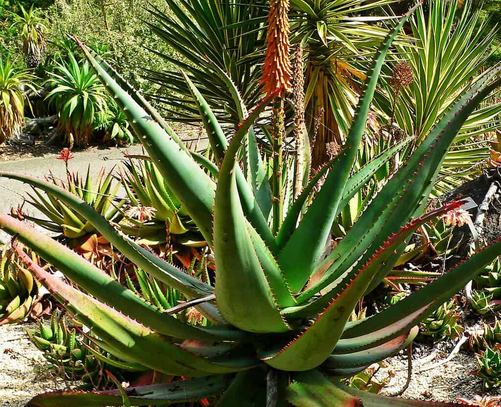 Aloe Vera Care And Growing Guide | Plantly