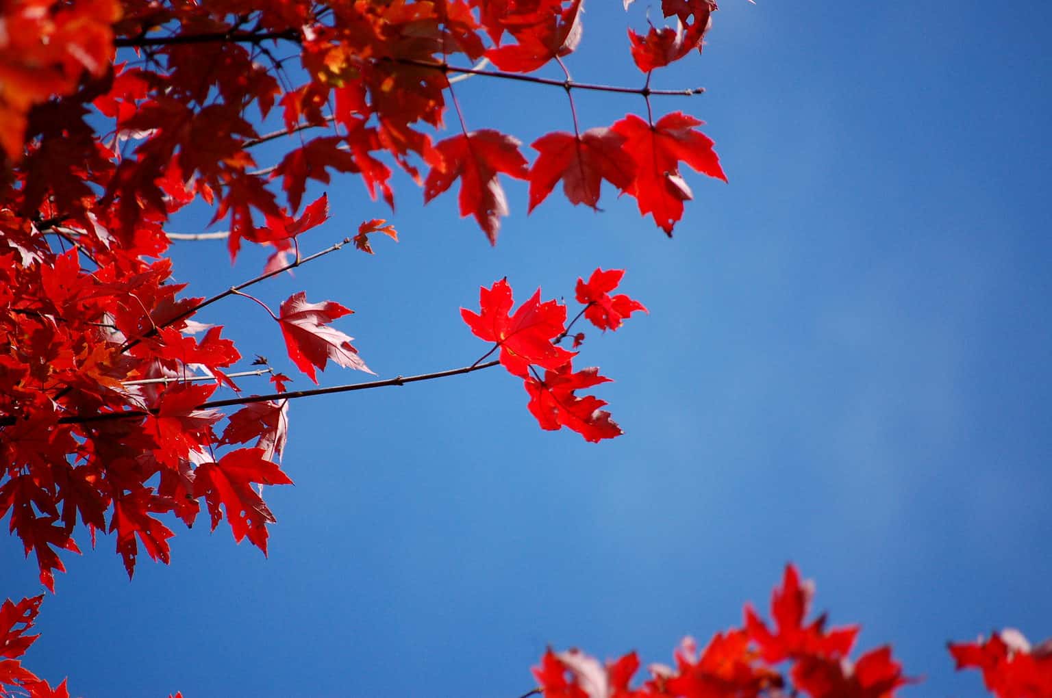 Red Sunset Maple Growing Guide And Care | Plantly