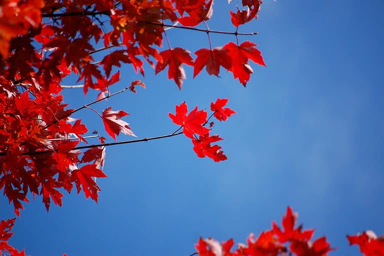 Red Sunset Maple Growing Guide And Care | Plantly