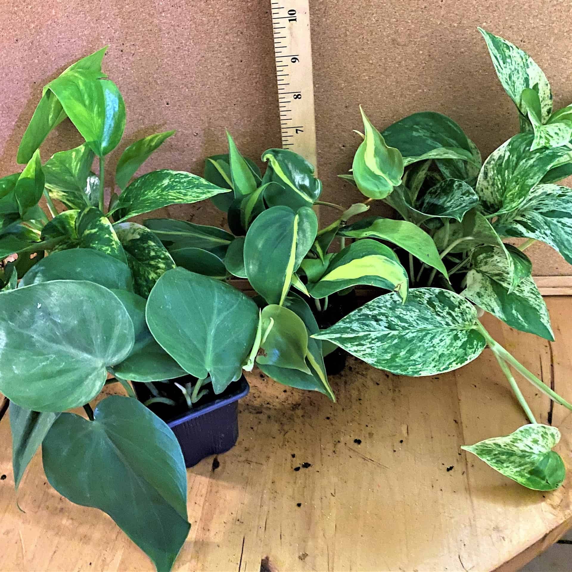 Buy Now | The Viners Collection | Plantly