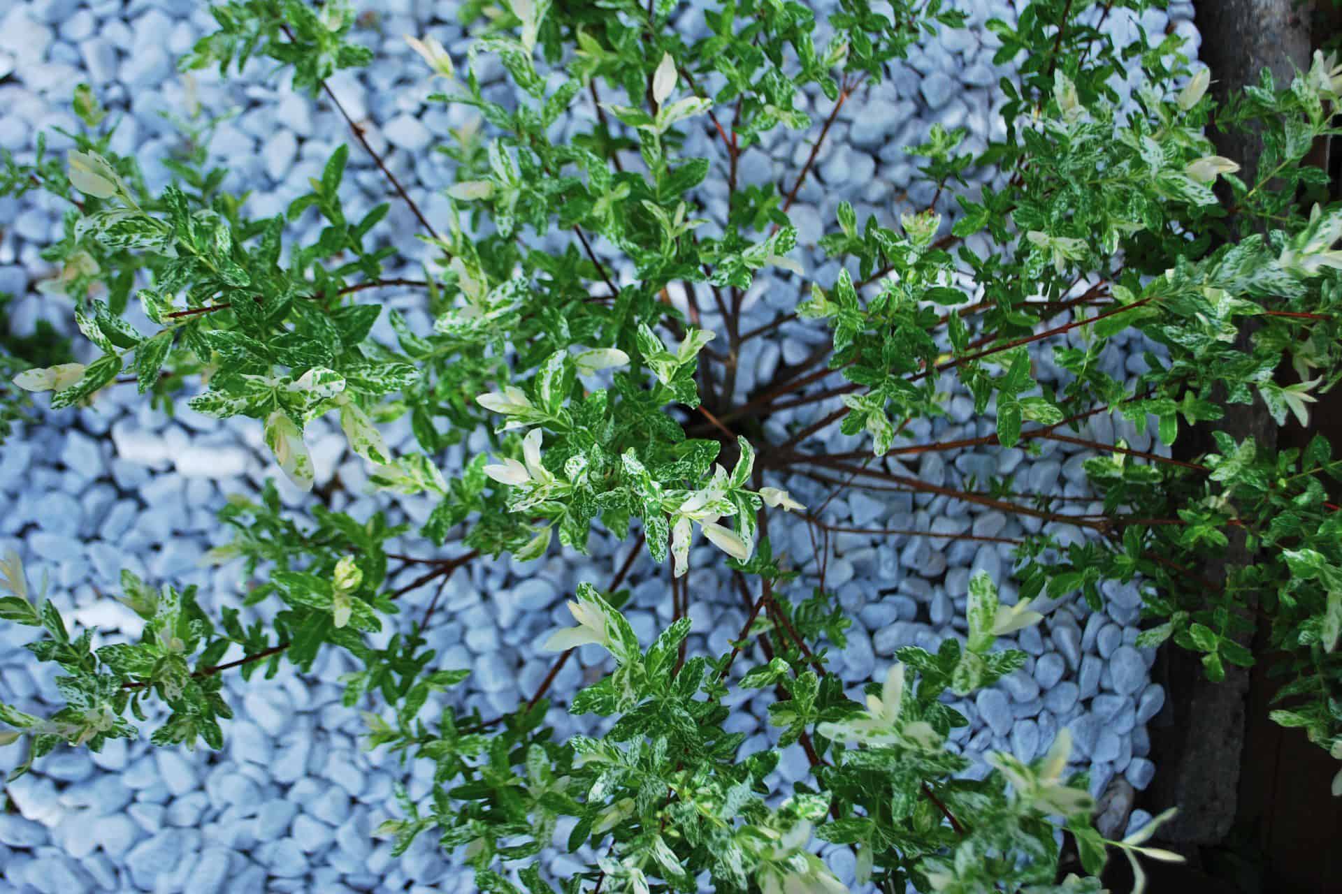 Dappled Willow Tree Care | Plantly