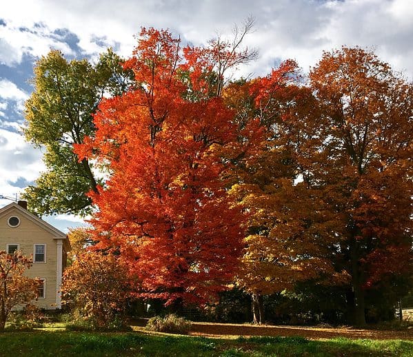 Red Sunset Maple Growing Guide And Care | Plantly