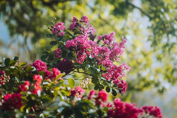 Dwarf Crape Myrtle Plant Care And Growing Guide | Plantly