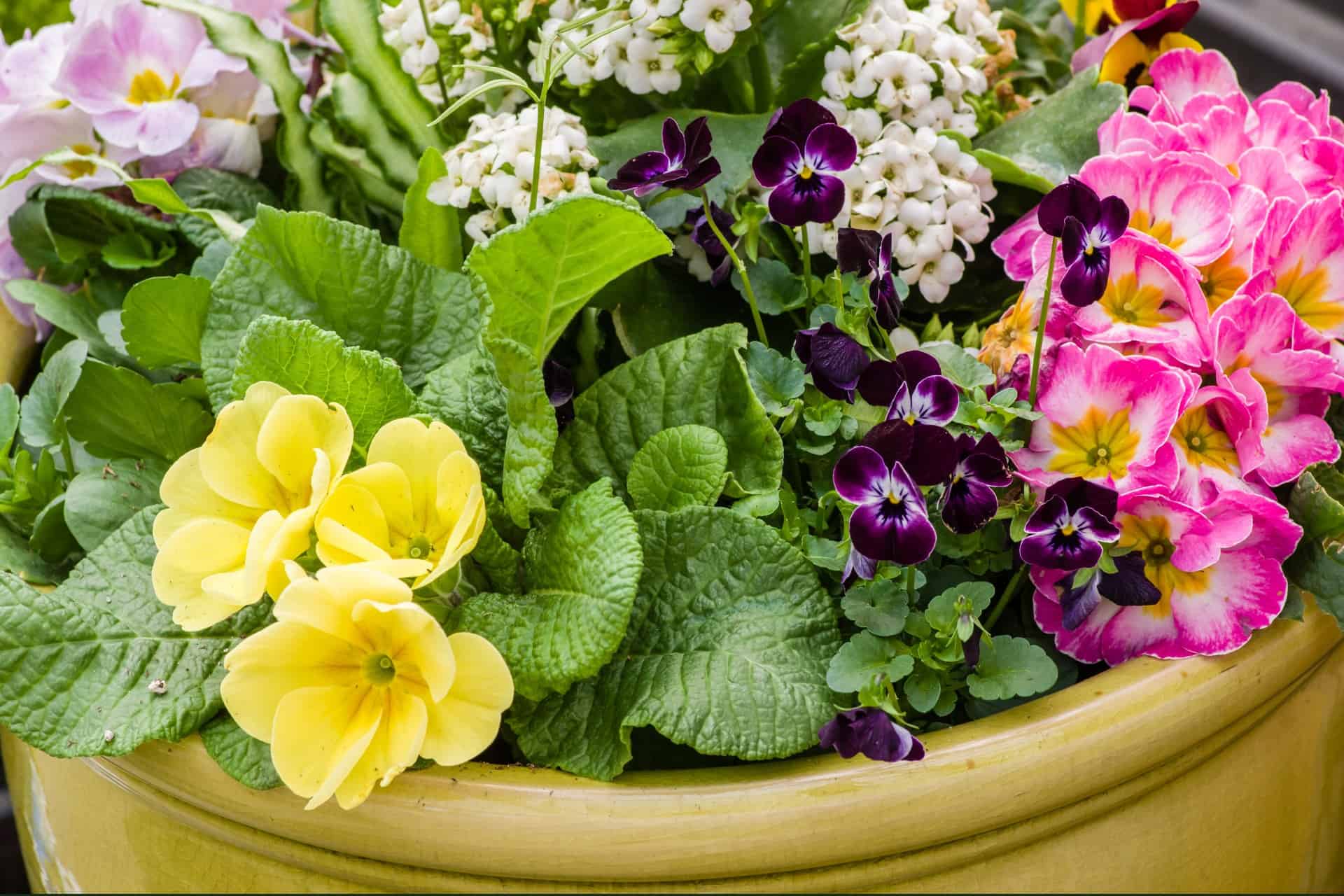 Best Plant Groupings Guide | Plantly