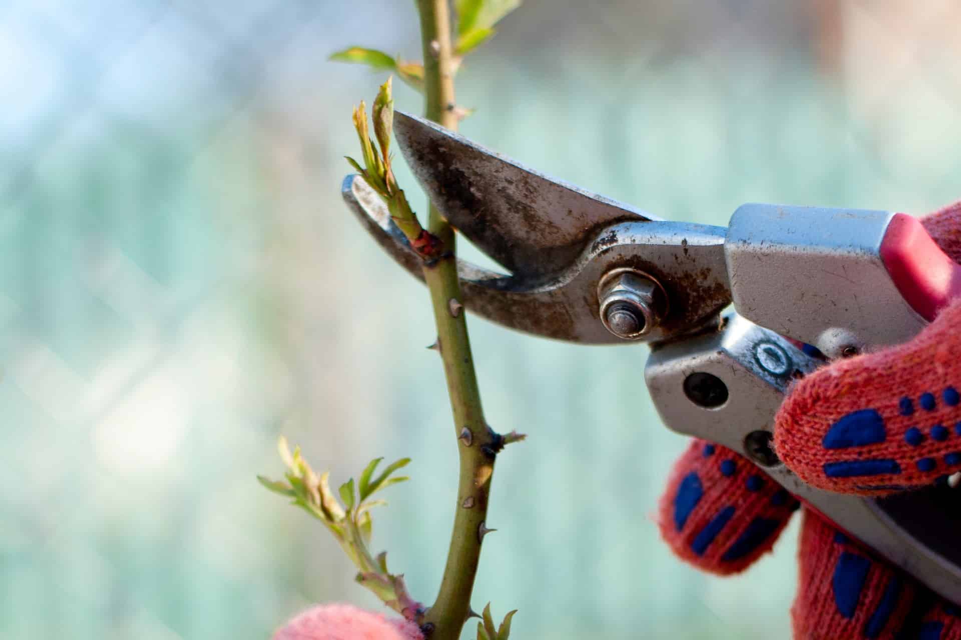 Miniature Roses Care Guide | Plantly