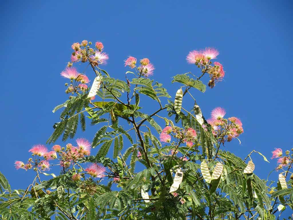 How To Grow & Care For Mimosa Tree | Plantly