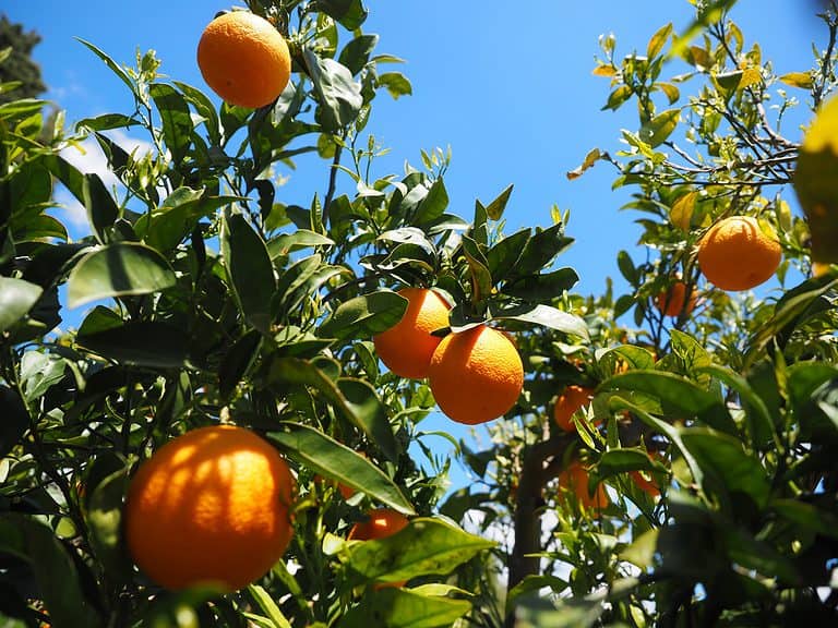 9 Types of Satsuma Trees | Plantly