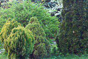 Best Shrubs to Grow in Front of House | Plantly