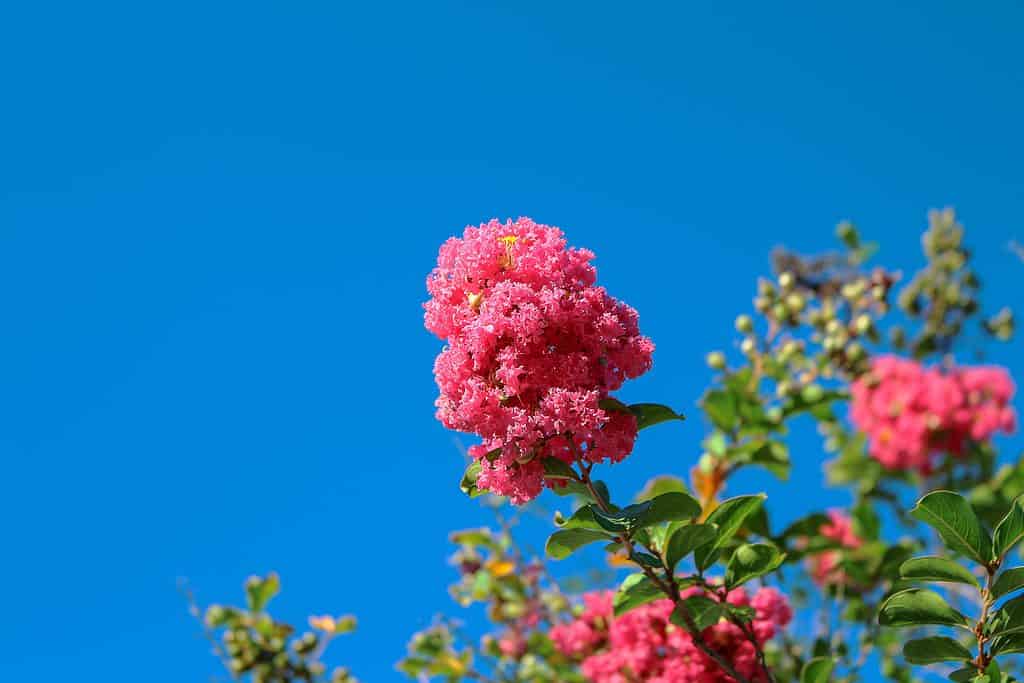 Dwarf Crape Myrtle Plant Care And Growing Guide | Plantly