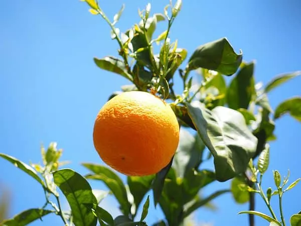 9 Types of Satsuma Trees | Plantly