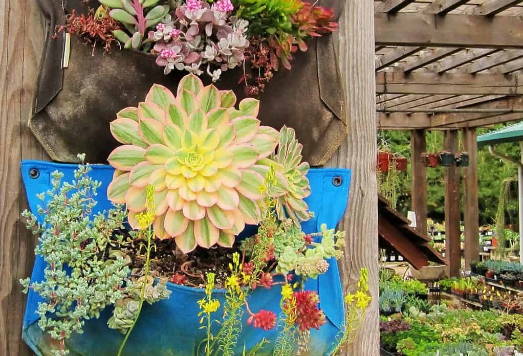 Best Plant Groupings Guide | Plantly