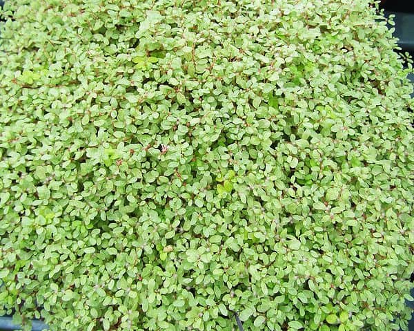 Baby's Tears Plant Care & Growing Guide | Plantly