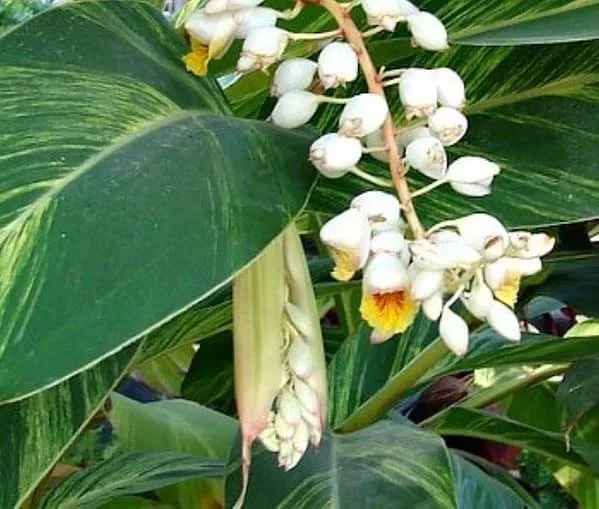 Variegated Shell Ginger Ships Free. | Plantly