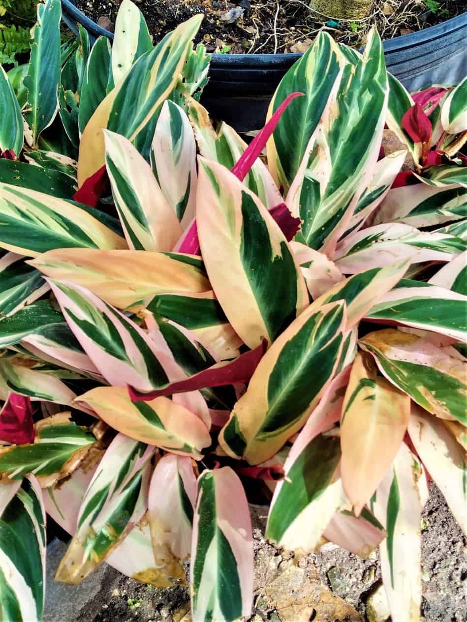 Red Shell Ginger Alpinia zerumbet Plant Ships Free. | Plantly