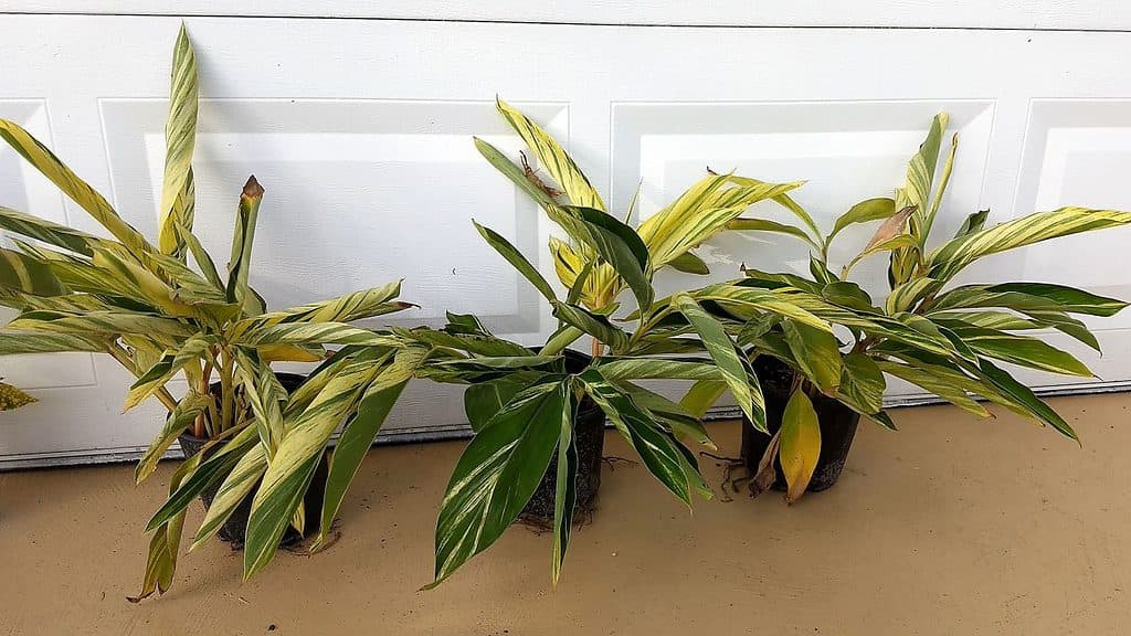 Variegated Shell Ginger Ships Free. | Plantly