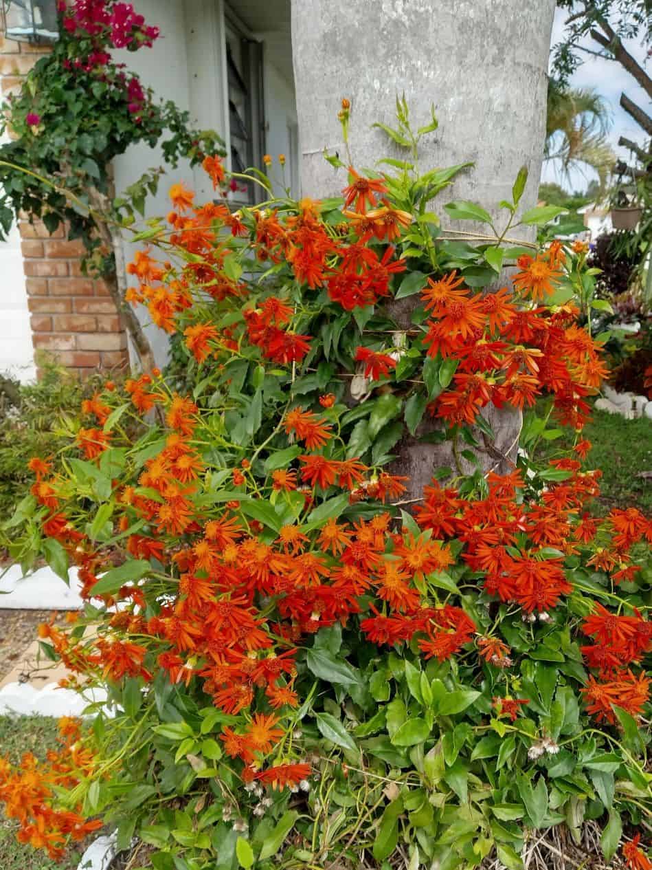 Flame Vine