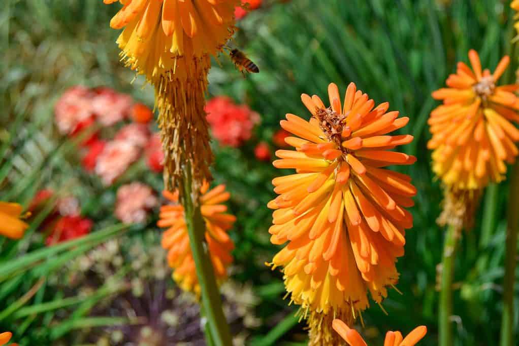 Red Hot Poker Plant Care | Plantly